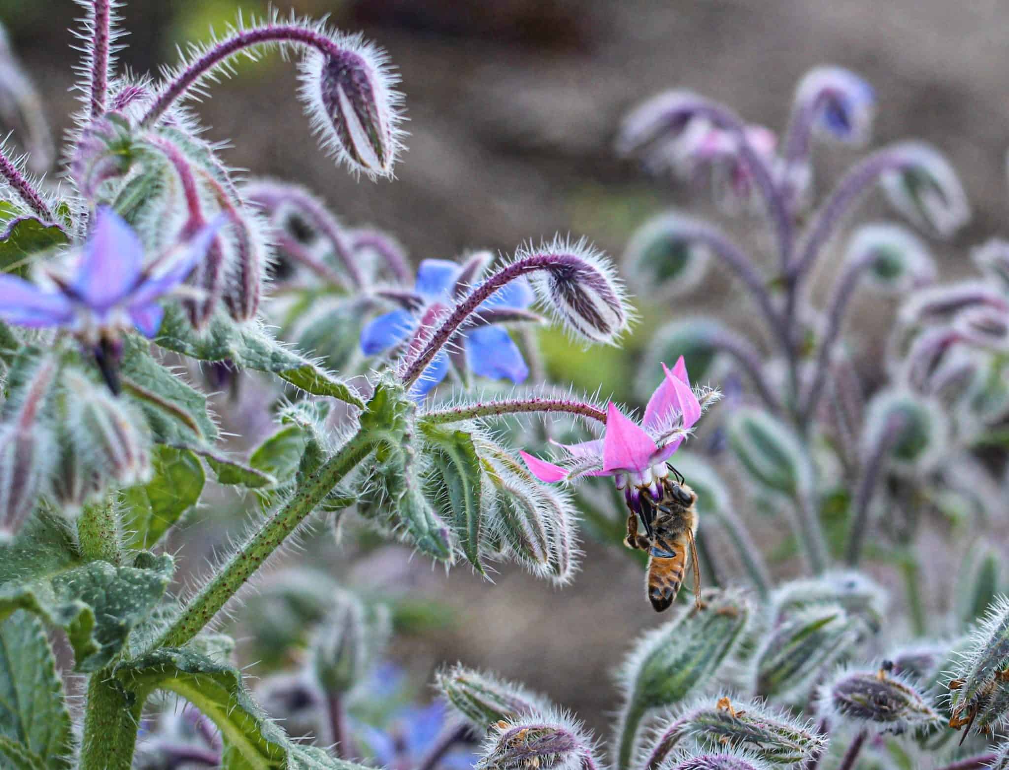 10 Reasons to Grow Borage in Your Home Garden - Chill Mamas