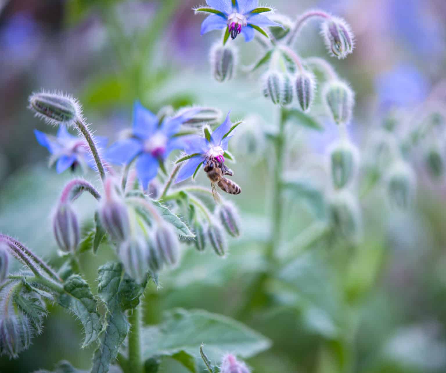 10 Reasons to Grow Borage in Your Home Garden - Chill Mamas