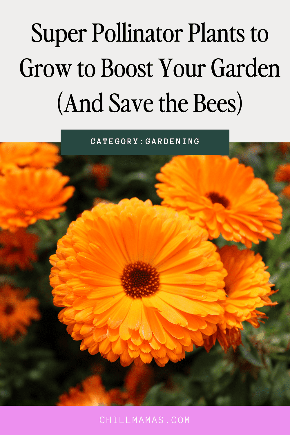 4 Incredible and Useful Pollinator-Friendly Plants for your Garden ...