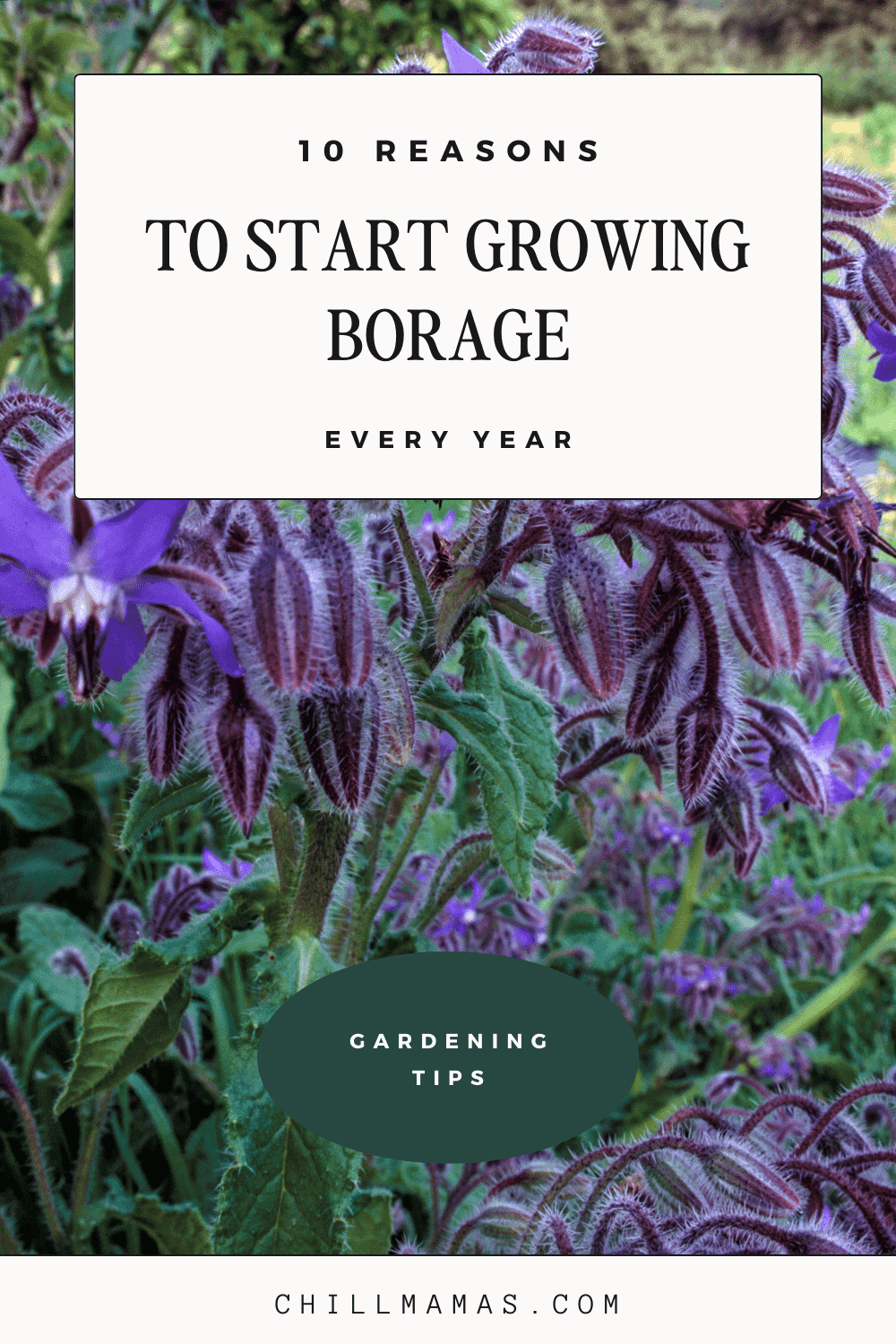 10 Reasons to Grow Borage in Your Home Garden - Chill Mamas